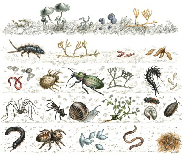 Supports pédagogiques sur les détritivores – Les artisans du compost ...