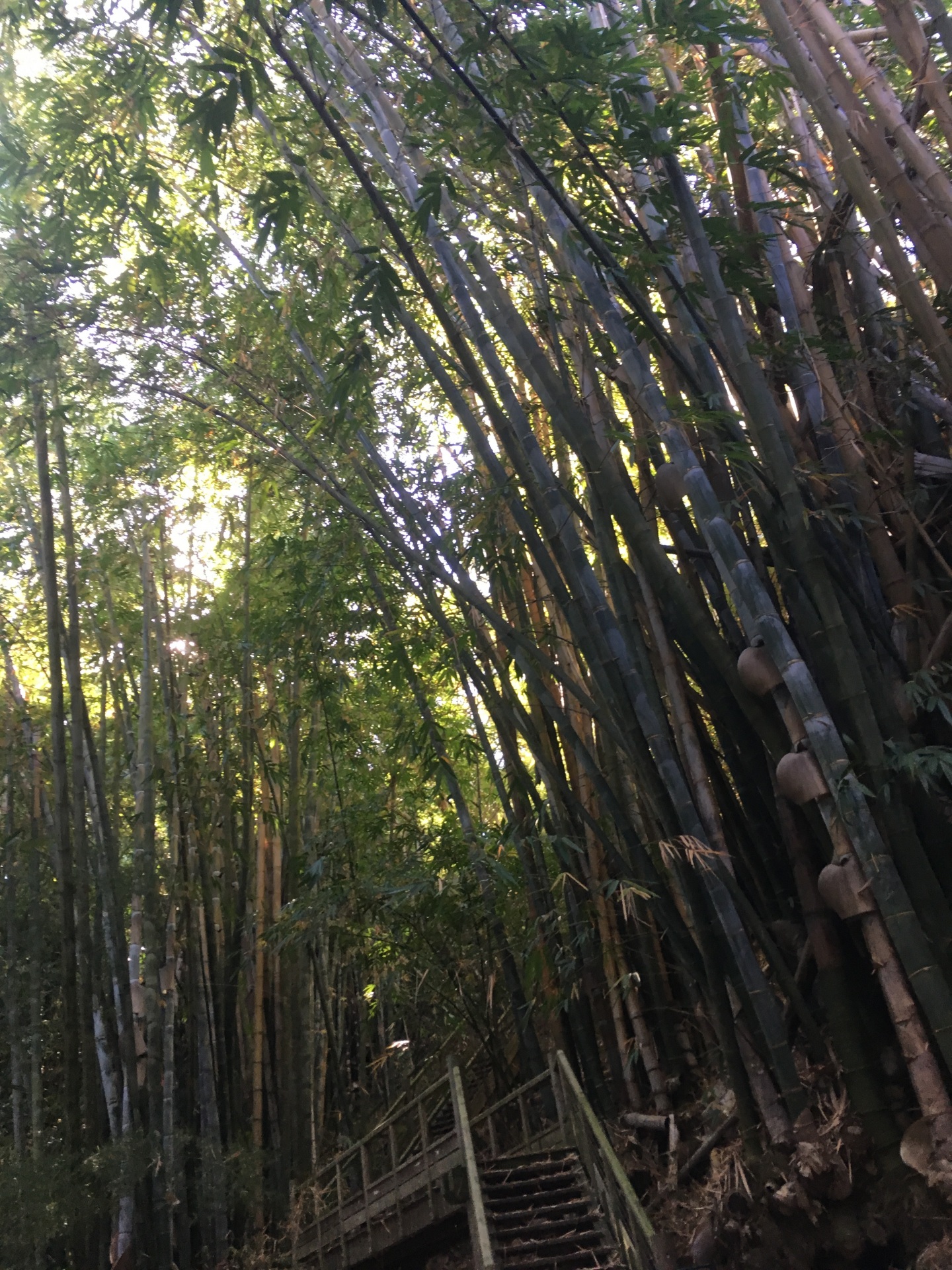 La visite au Conservatoire Botanique National de Mascarin | Blog Lékol ...