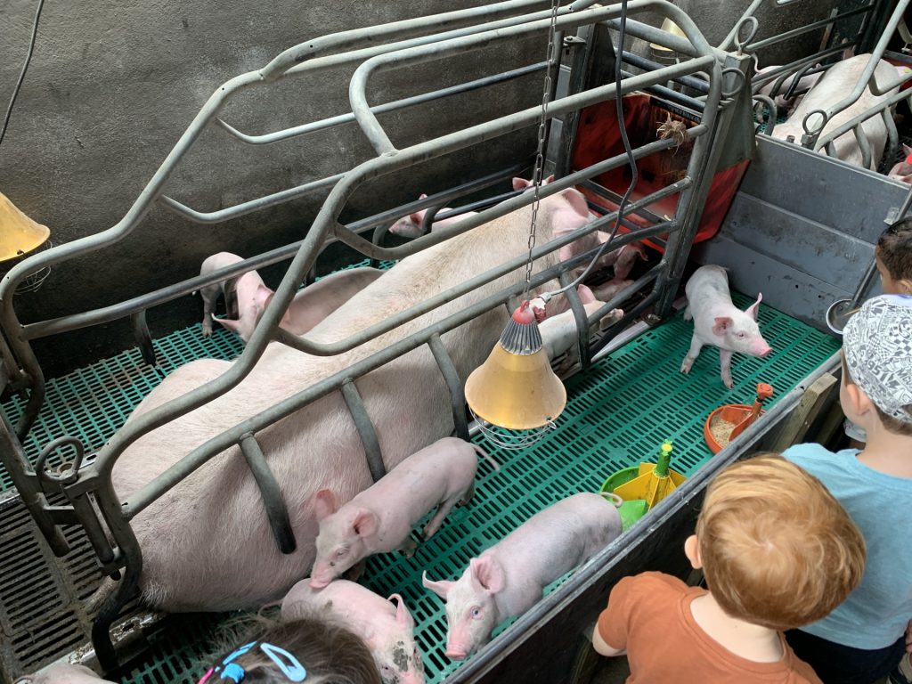 Visite de la ferme Crescence | Blog Lékol’O – Valorisons nos ressources ...