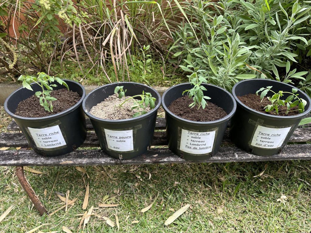 Comment poussent les plantes ? – CE1 P | Blog Lékol’O – Valorisons nos ...