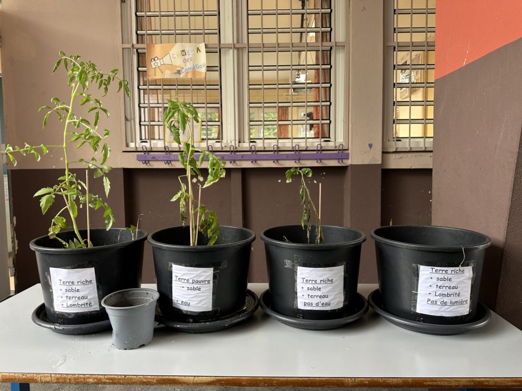 Comment poussent les plantes ? – CE1 P | Blog Lékol’O – Valorisons nos ...